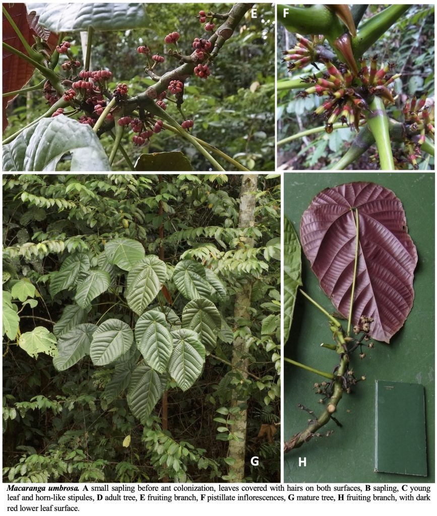 Macaranga umbrosa S.J.Davies – PUBS